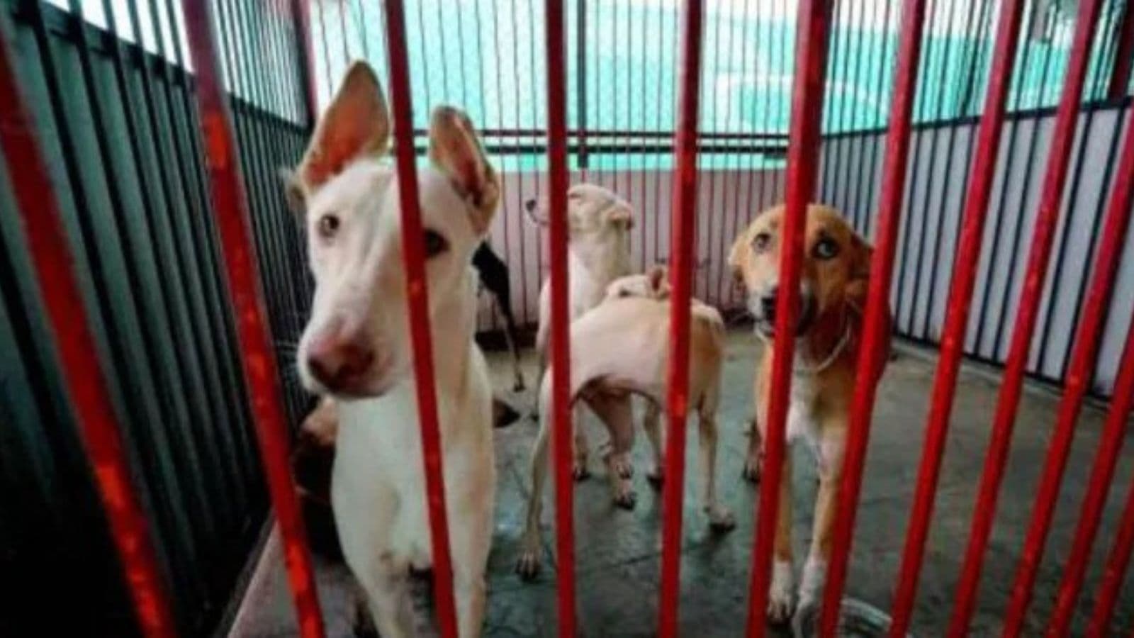MCD identifies land to build stray dog shelters in Delhi following ...