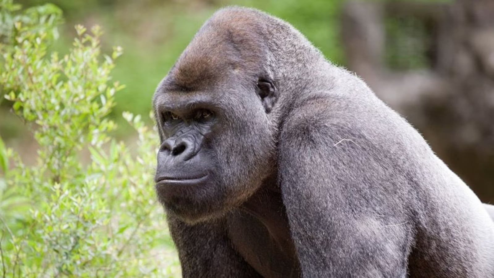 From gorillas to ants, 10 animal special where the females are stronger ...