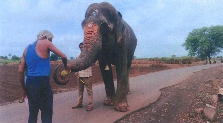 Maharashtra will file review petition to bring back elephant Madhuri ...
