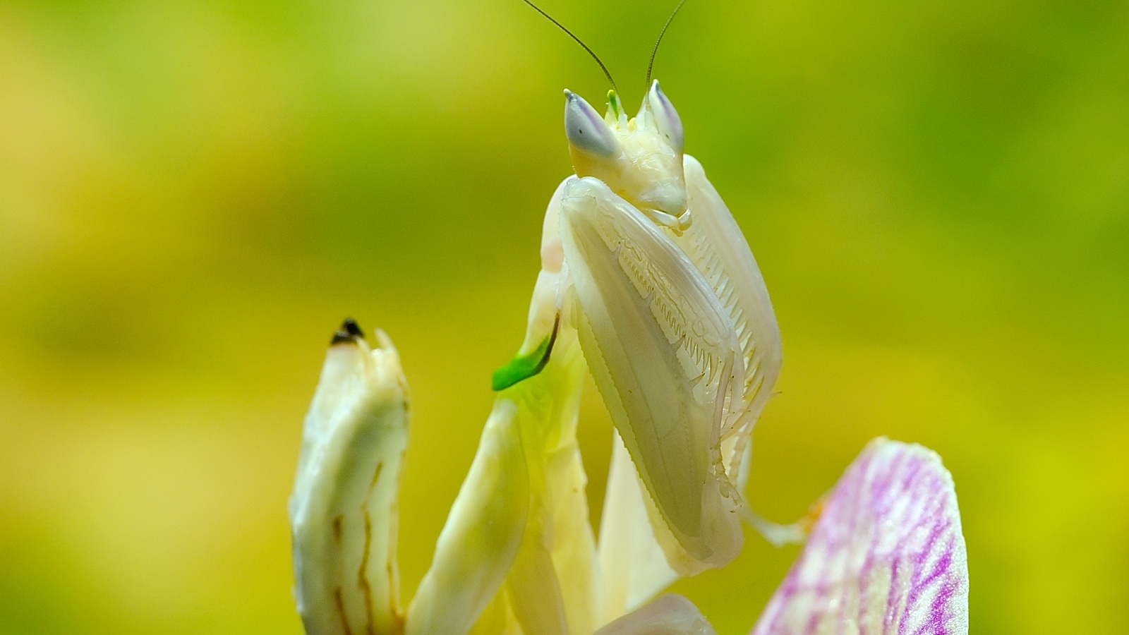 Masters of deception: 9 animals that are experts at conning the ...