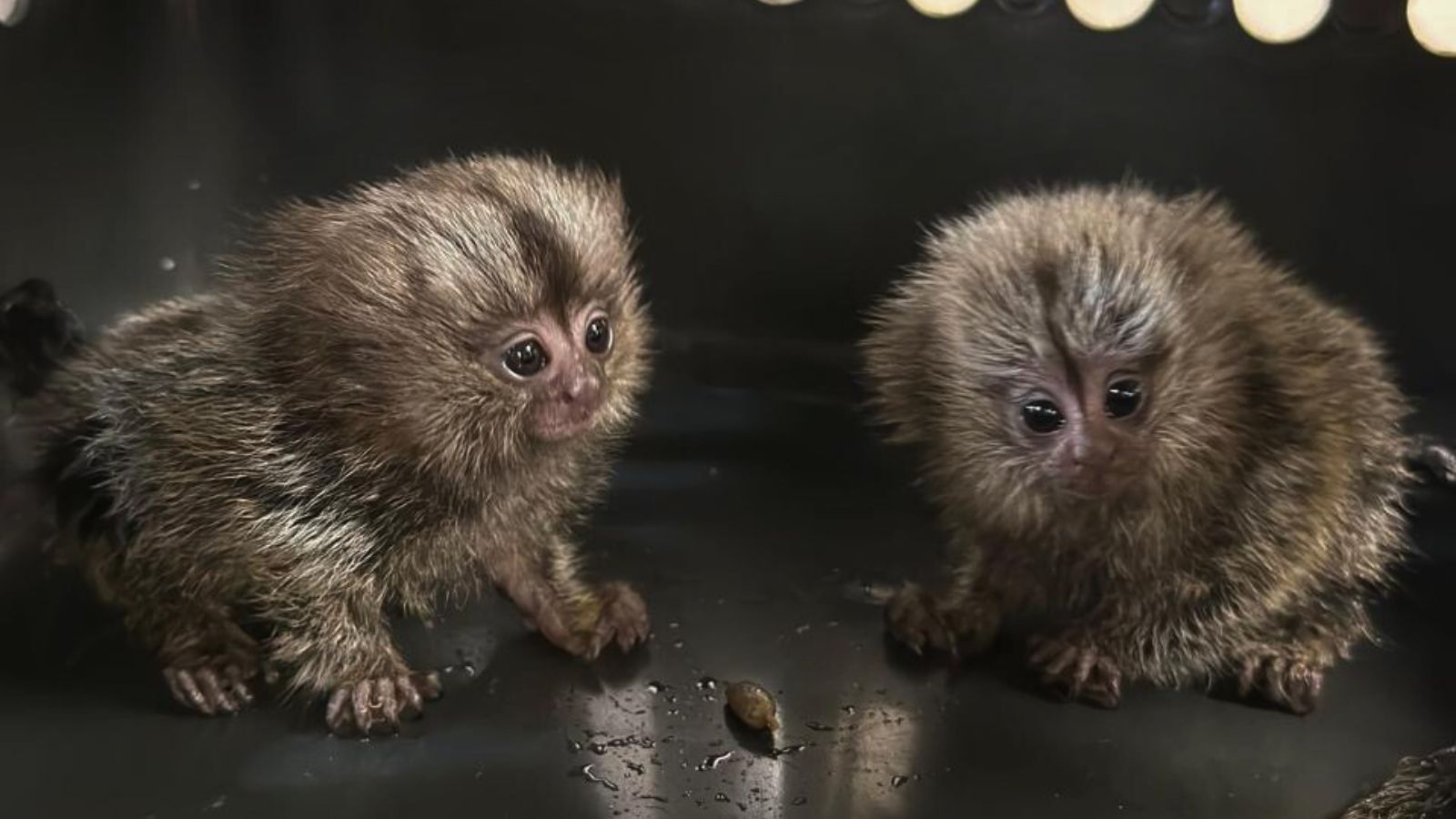 World’s smallest monkey, honey bear, red-eared turtle: What Customs at ...