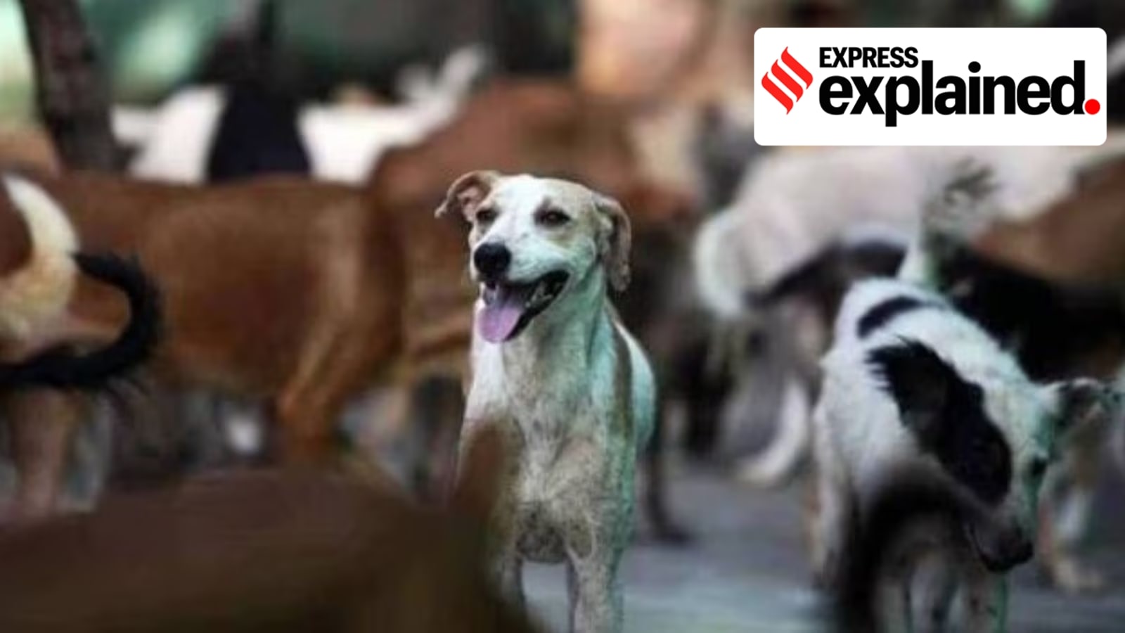With ‘8 lakh’ stray dogs in Delhi and no govt shelters, how SC order ...