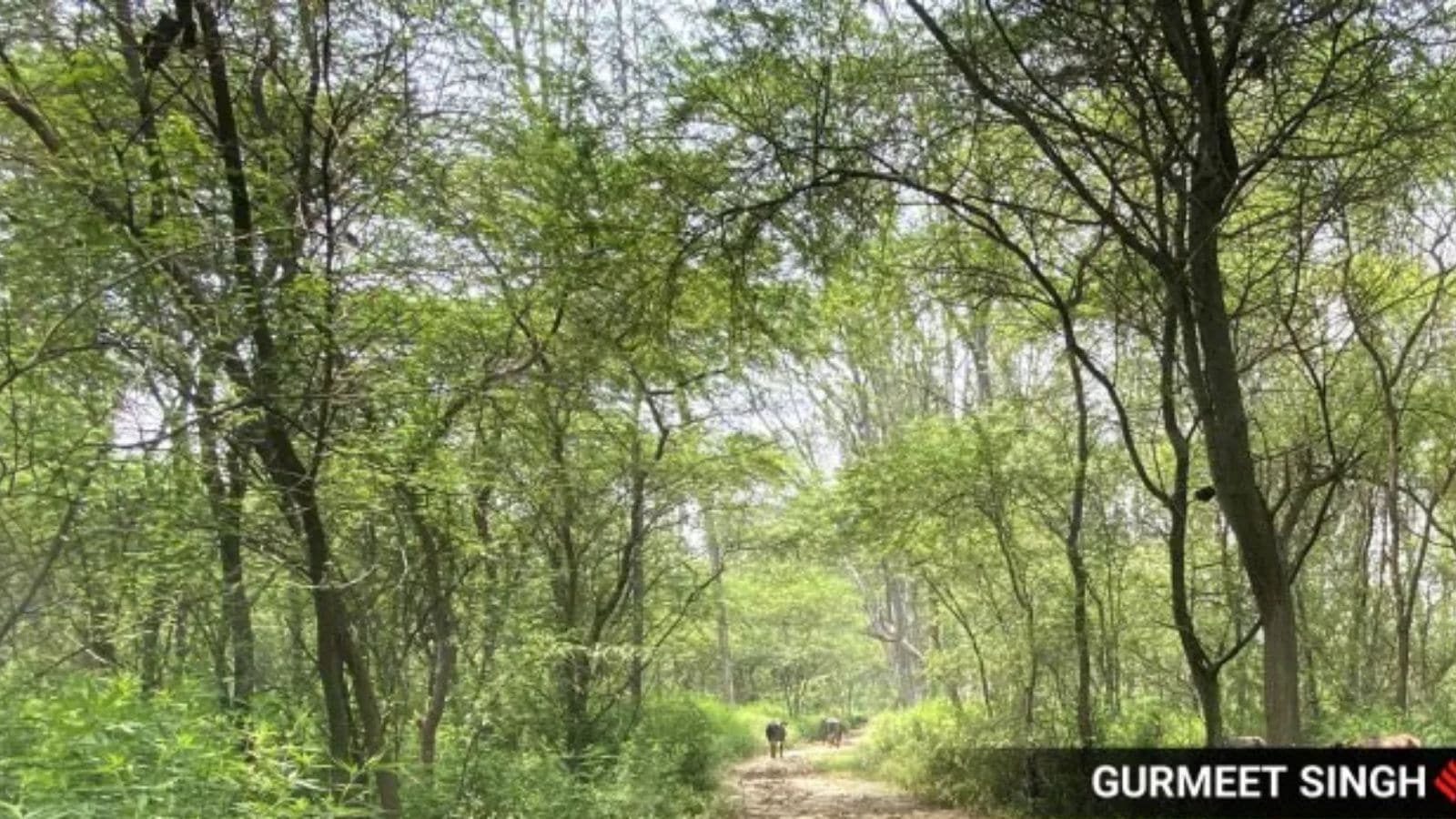 Centre tweaks norms on tree plantation-based green credits, ties it to ...