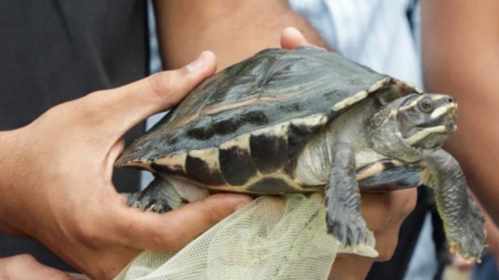 3 men booked for killing turtle on camera, cooking it and holding ...