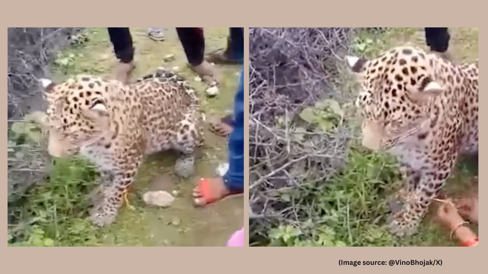 ‘Uncivilised’: Rajasthan woman ties rakhi to leopard, viral video sparks outrage | Trending News ...