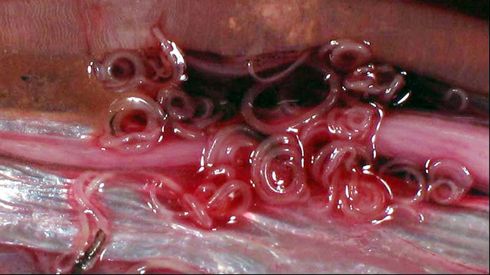 11 spine-chilling worms that will give you nightmares | Pets-animals ...