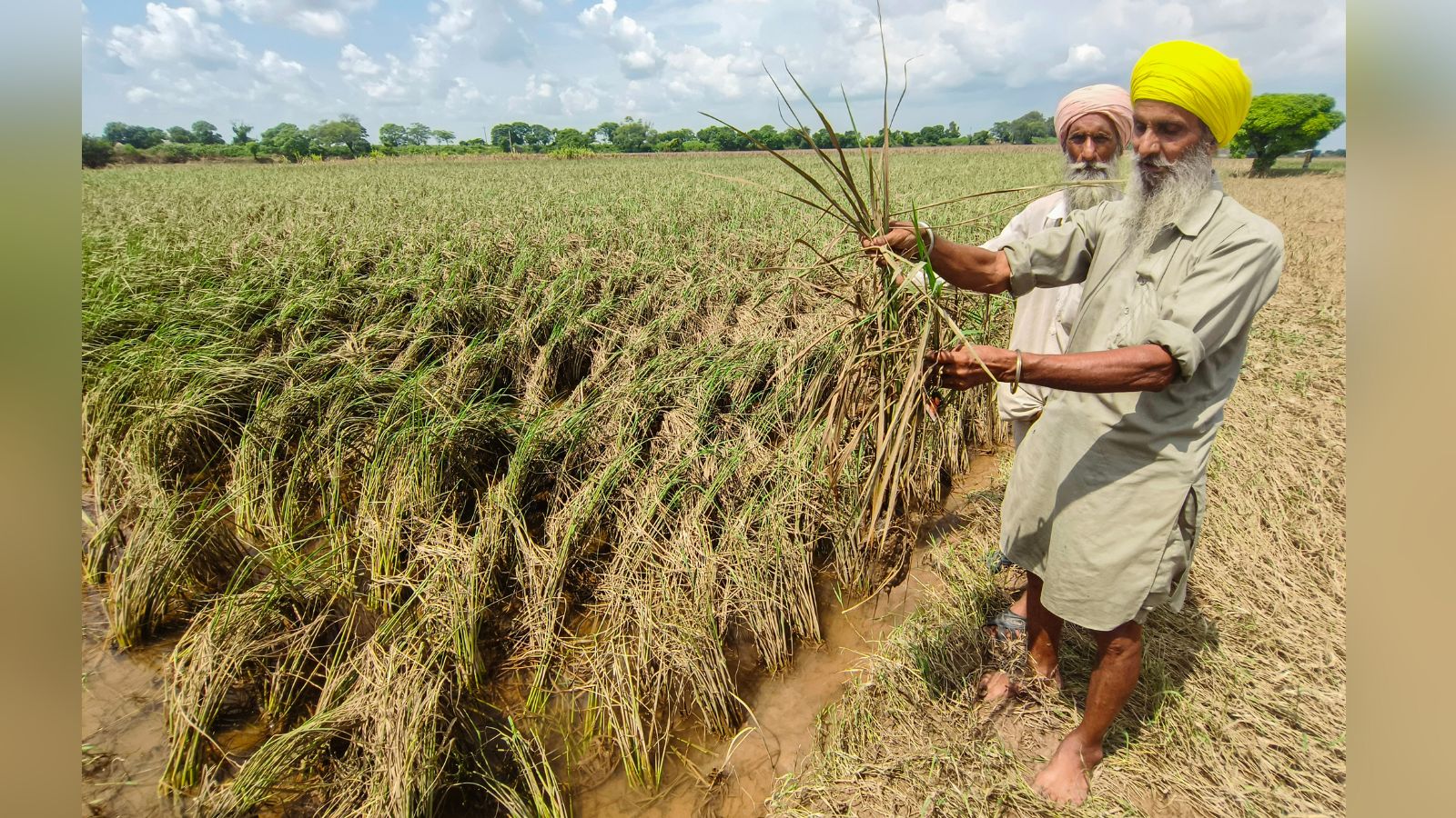 PUSA 1509 costs farmers between Rs 2,500 & Rs3,200 per quintal: Early ...
