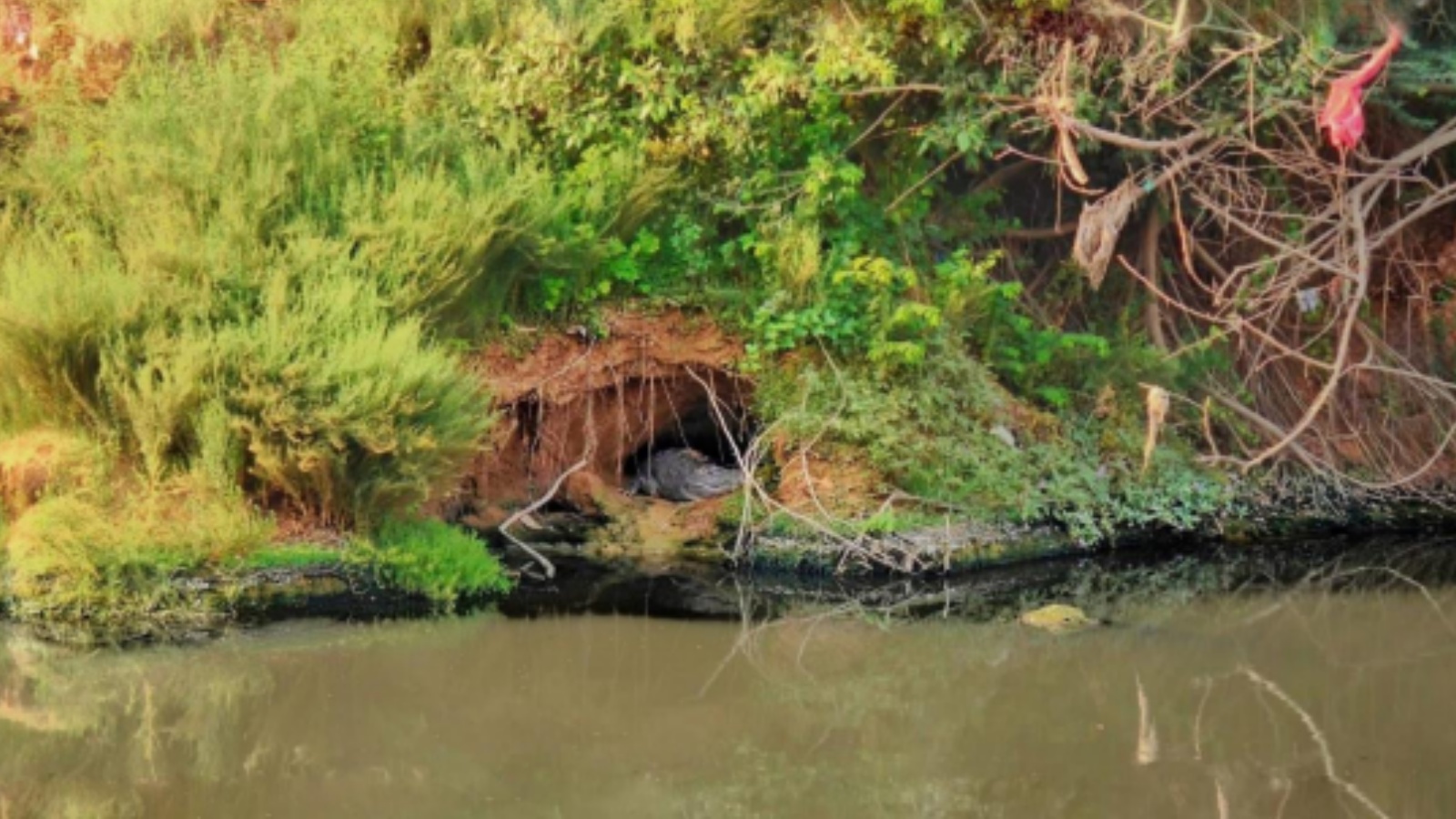 ‘Crocodiles found in clusters’: Report on Vishwamitri river points at ...
