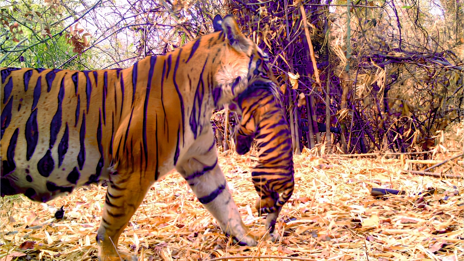 Jhumri’s journey: How one tigress helped revival of big cat numbers at ...