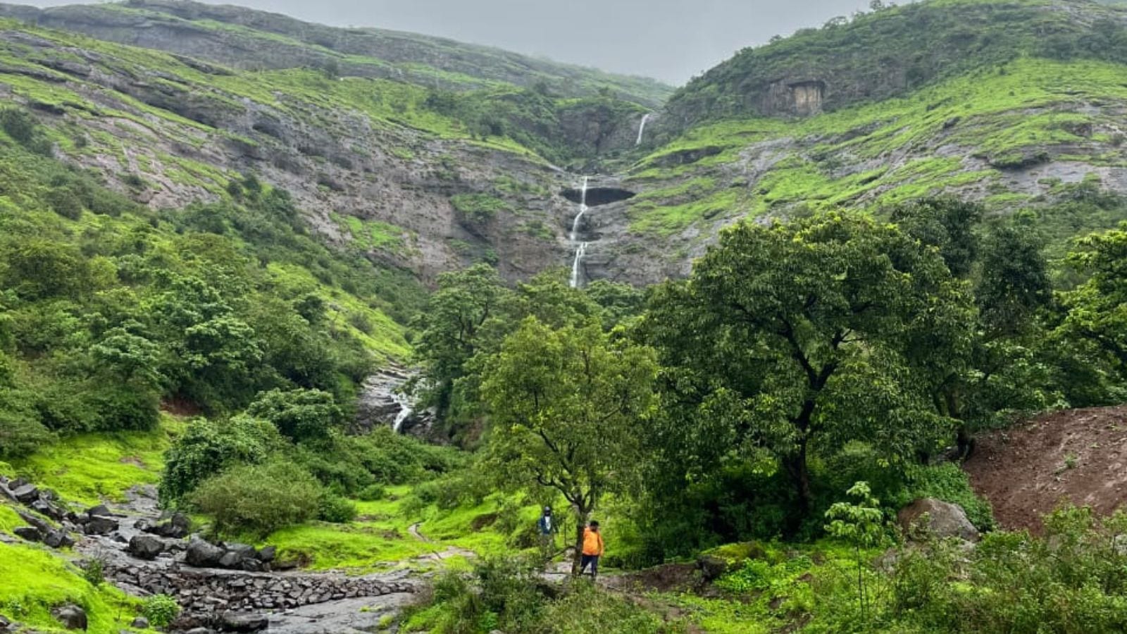Maharashtra govt forms SITs to probe allotment of forest lands | Mumbai ...