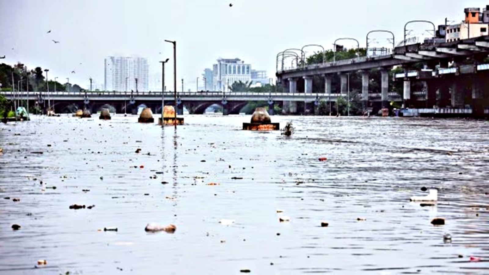 Pune citizens’ tree-mapping along Mula River uploaded on global biodiversity platform | Pune ...