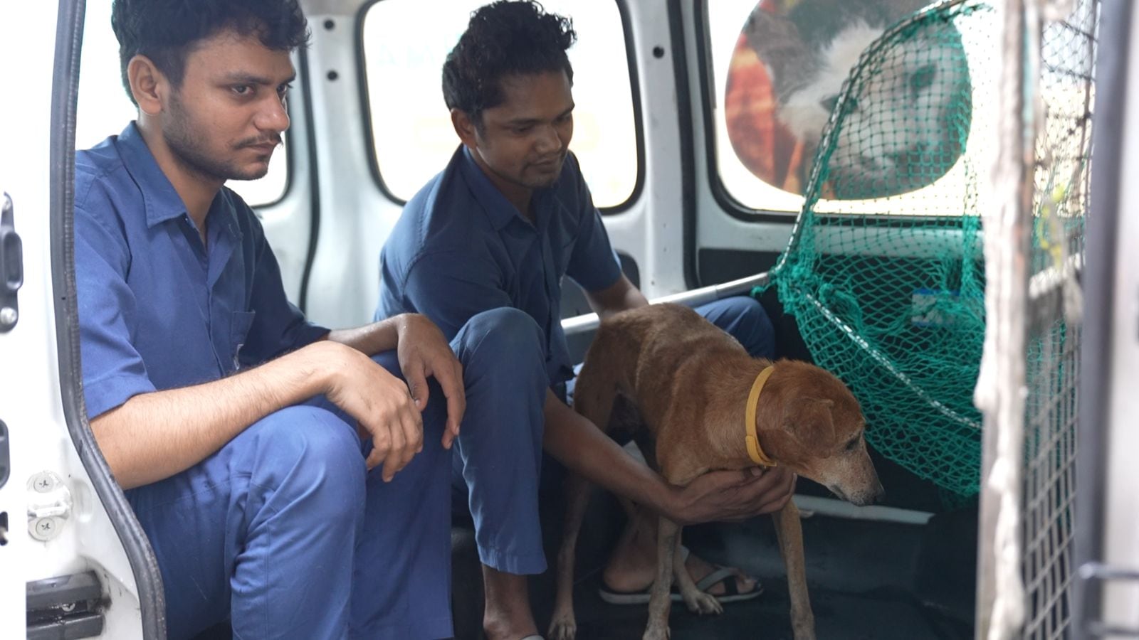 Where the forgotten heal: inside Pune’s unique hospital where stray ...