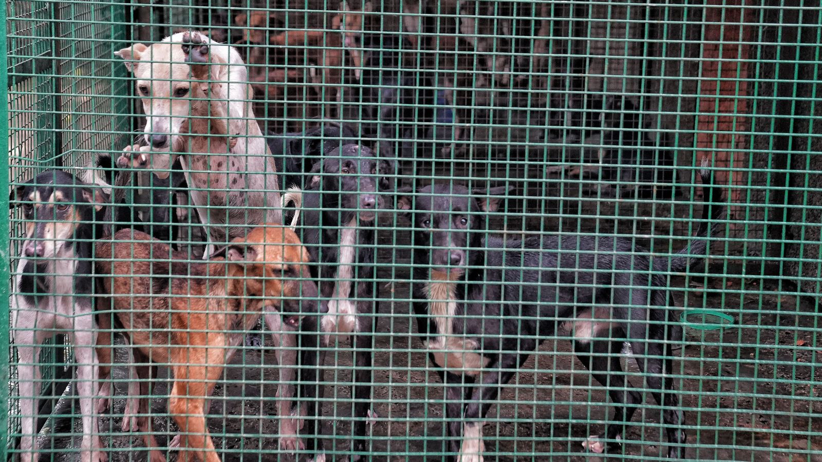 Punjab starts ‘massive campaign’ against stray dogs, has only 1 dog ...