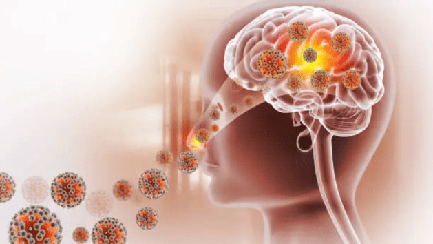 Everything You Need to Know About the New Brain-Eating Amoeba ...