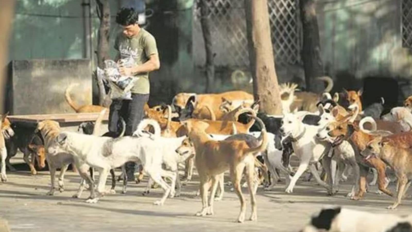 Feeding community dogs? Delhi govt says no one can stop or threaten you ...