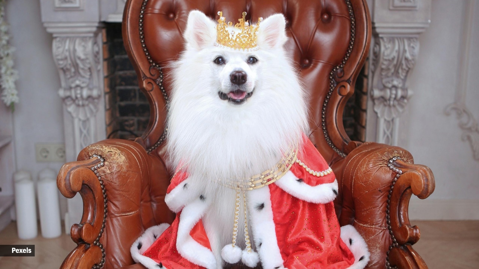 Politics 101: 5 Animals who were elected as mayors