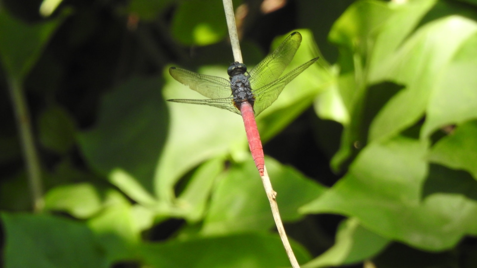 Three-day survey on dragonflies begins at seven biodiversity parks in the Capital | Delhi News ...
