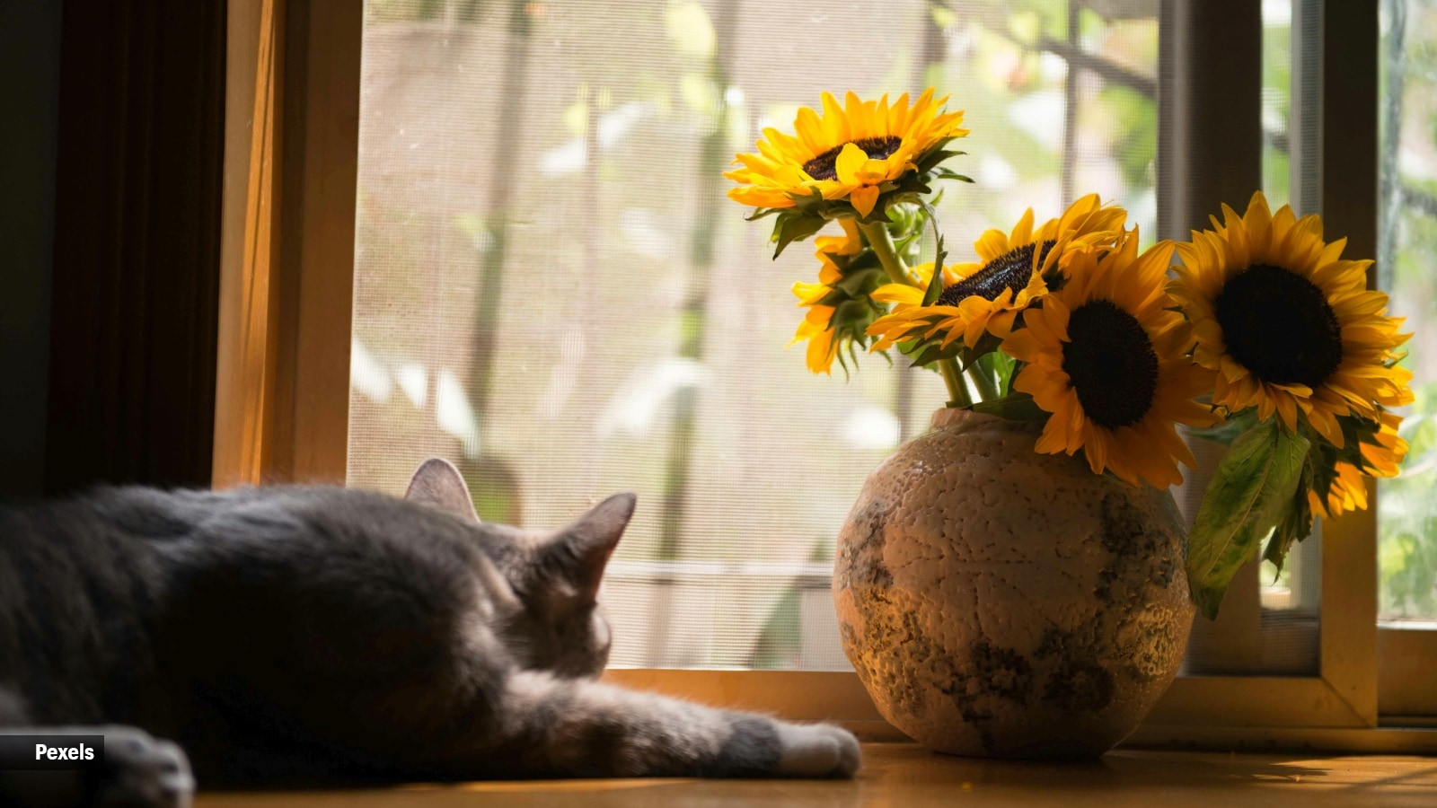 5 ways to make your windows Pinterest-perfect in Indian style ...