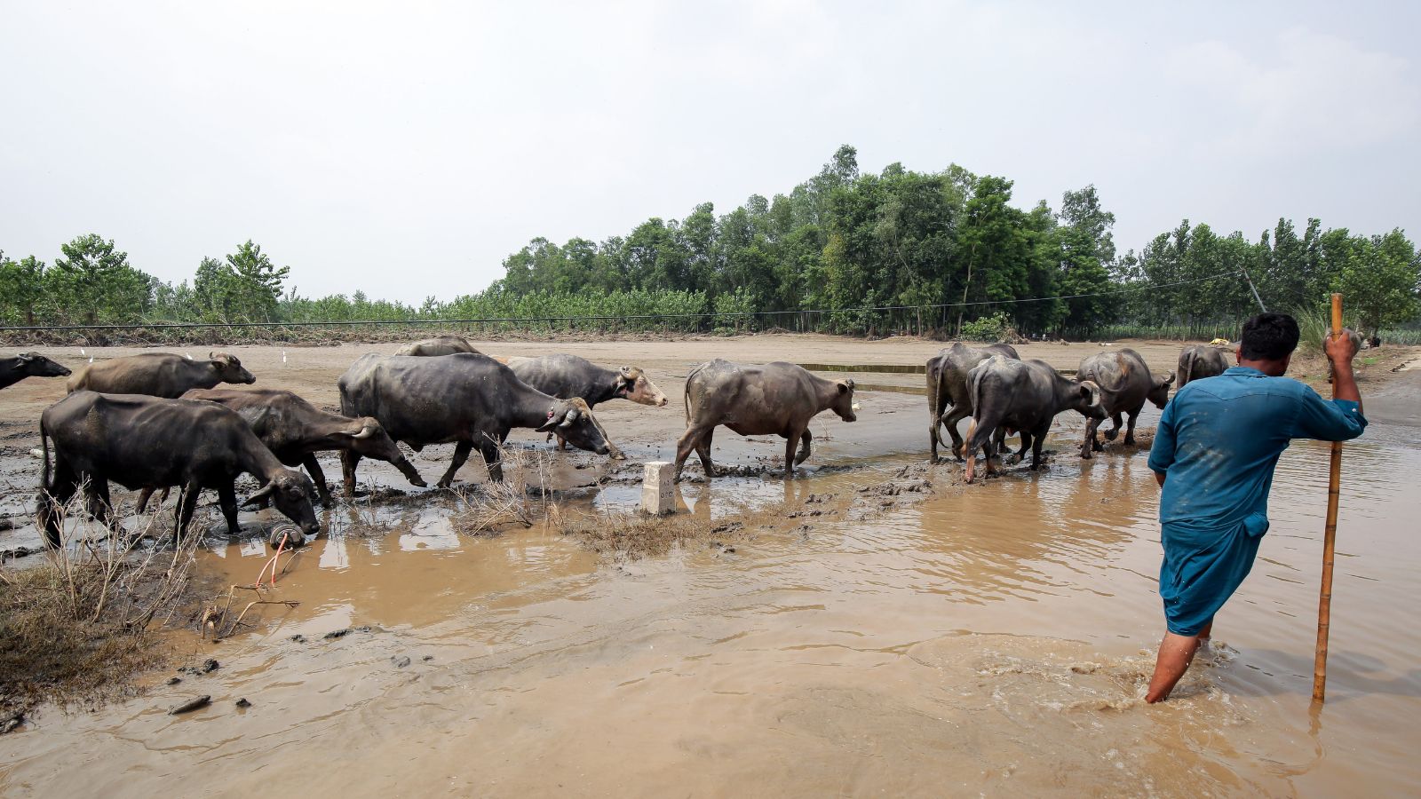 Floods hit nearly 2.53 lakh animals in 713 villages: Punjab presses ...
