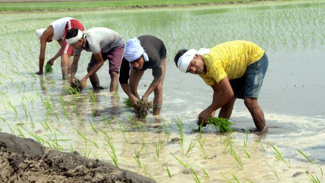 Rice vs Alternatives: Govt floats idea of using Rs 1.36 Lakh/Ha ...