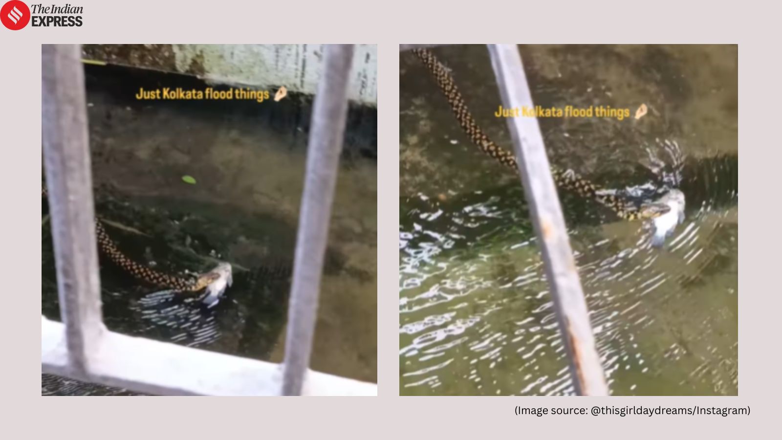 Kolkata Floods: Snake swims with fish in mouth, viral video sparks ...