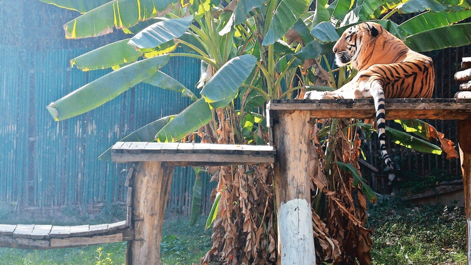 To revive tigers in Sahyadri ranges, Centre clears translocation from ...