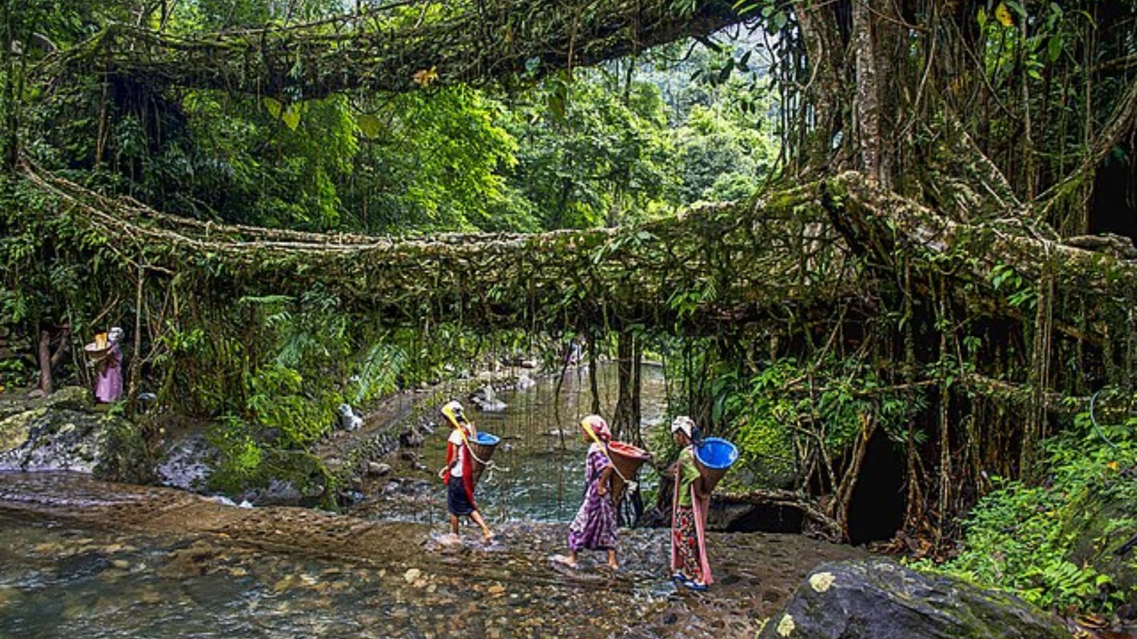 Living root bridges of Meghalaya nominated for UNESCO prize | Lifestyle ...