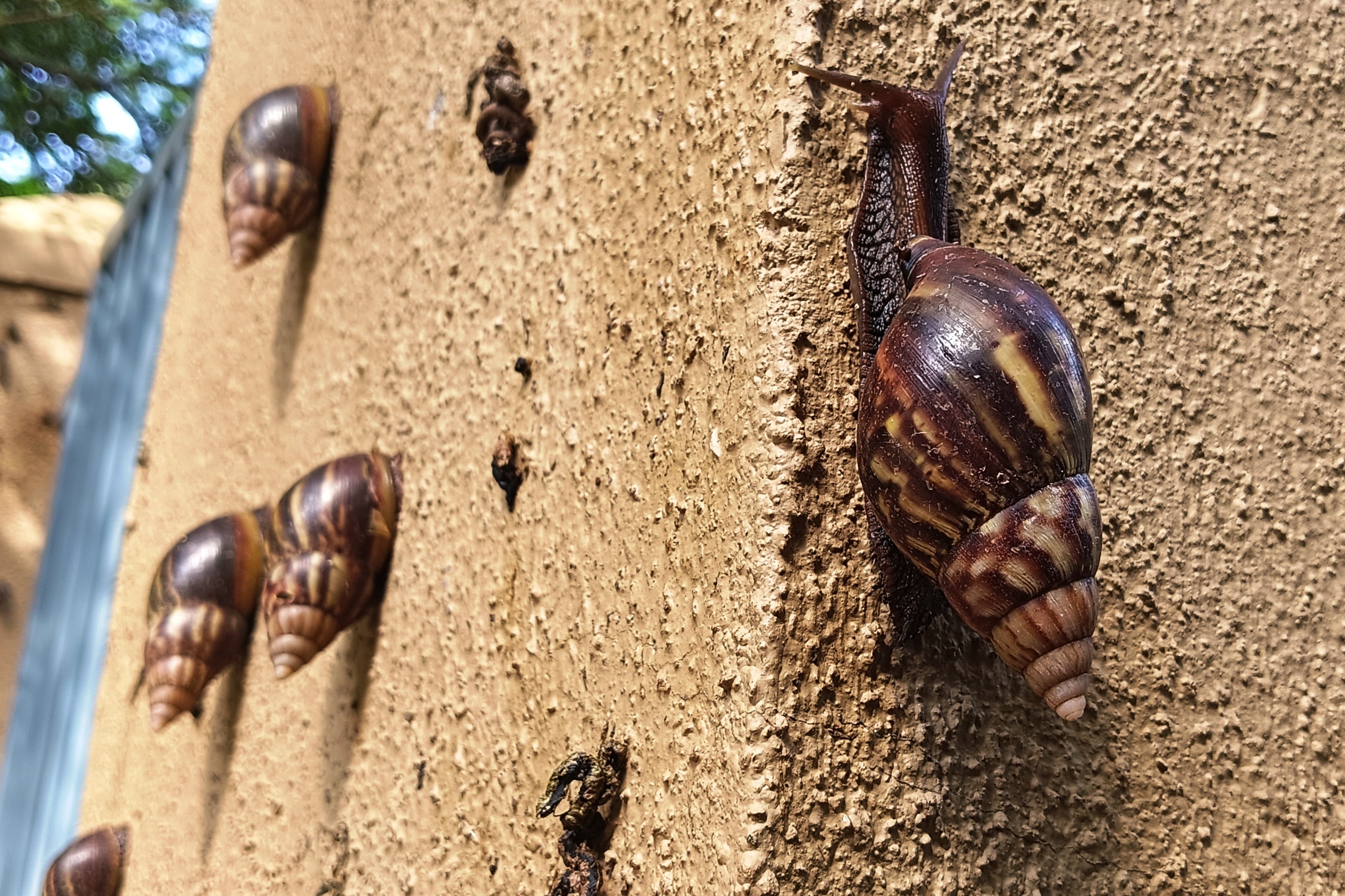 FTII, NFAI campus in Kothrud overrun by invasive Giant African Snails ...