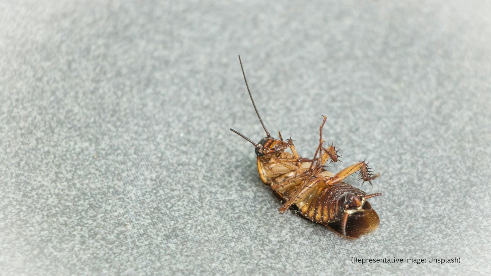 Cockroach found in Air India’s Dubai-bound flight ‘hanged till death ...