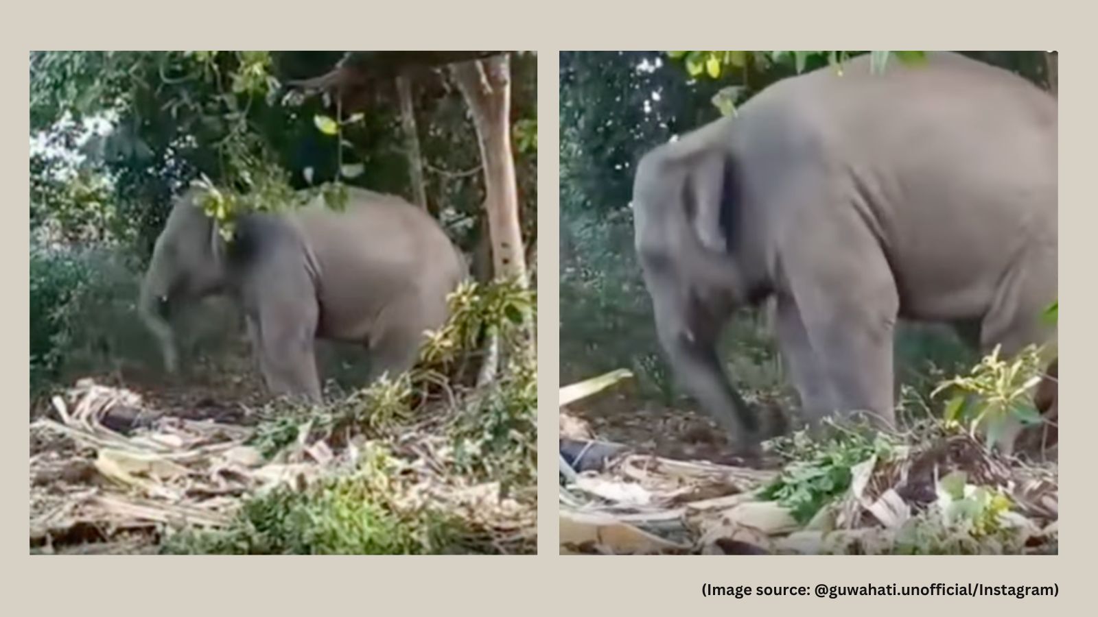 Watch: Baby elephant dances to Zubeen Garg’s song in Assam, video ...