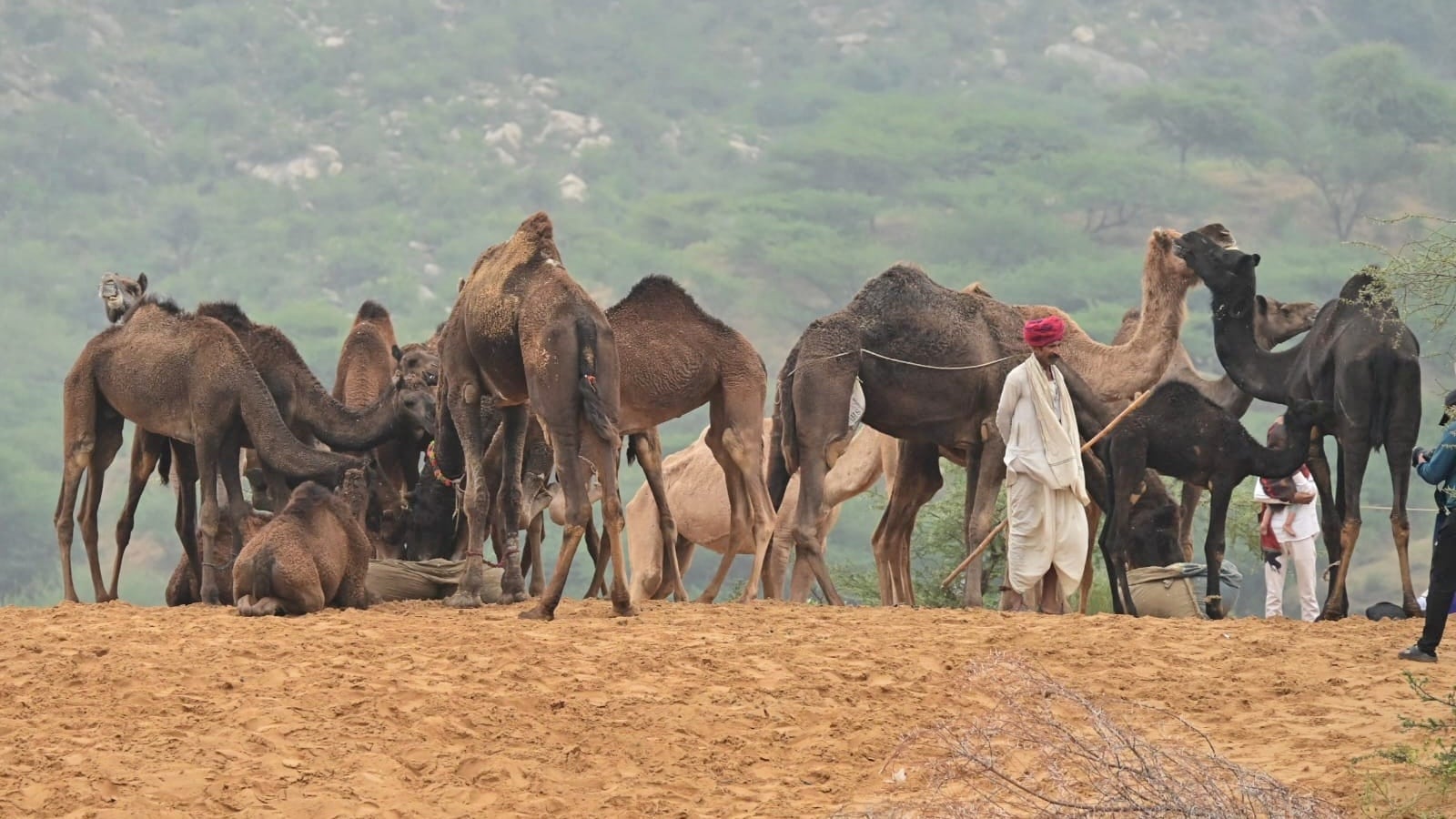 From Rs 5,000 to Rs 90,000 — camel prices shoot up in Pushkar amid buzz over new rules, but ...