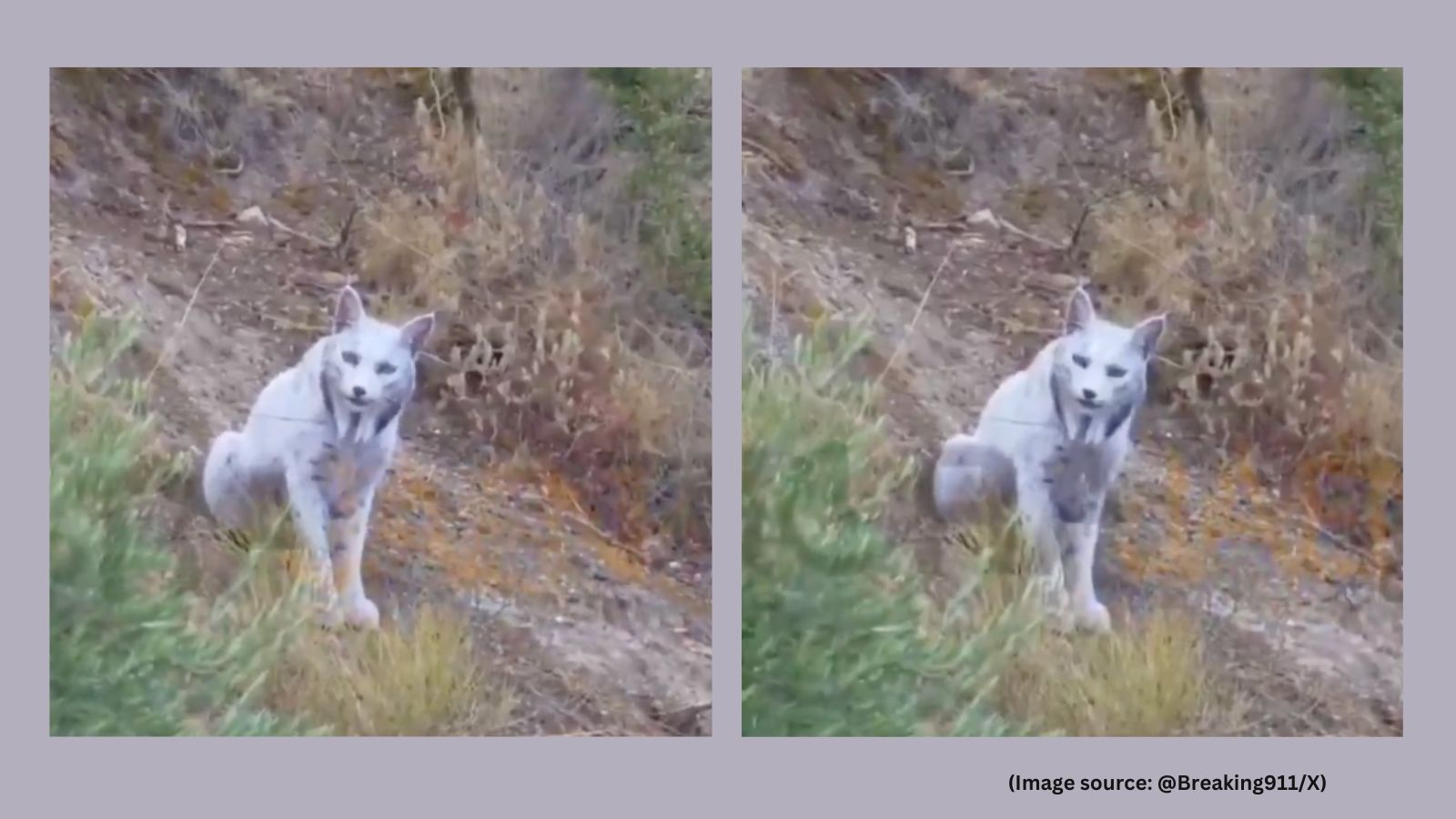 World’s first-ever white Iberian Lynx spotted in Spain, video stuns the ...