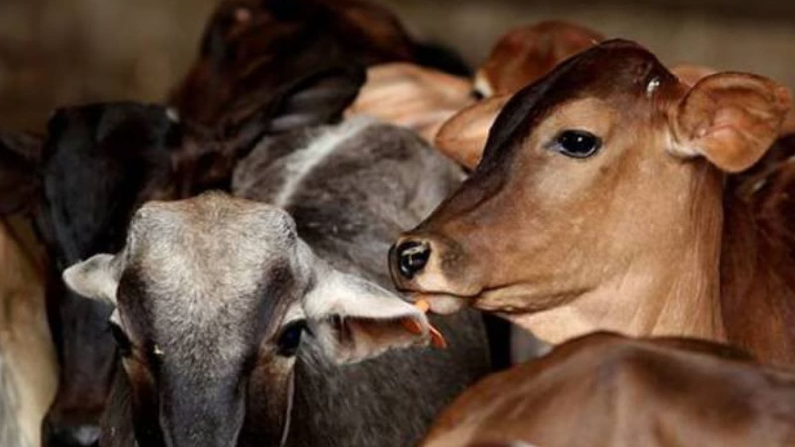 Ex-Jammu mayor, others booked over ‘disappearance of 13 cows, 24 calves ...