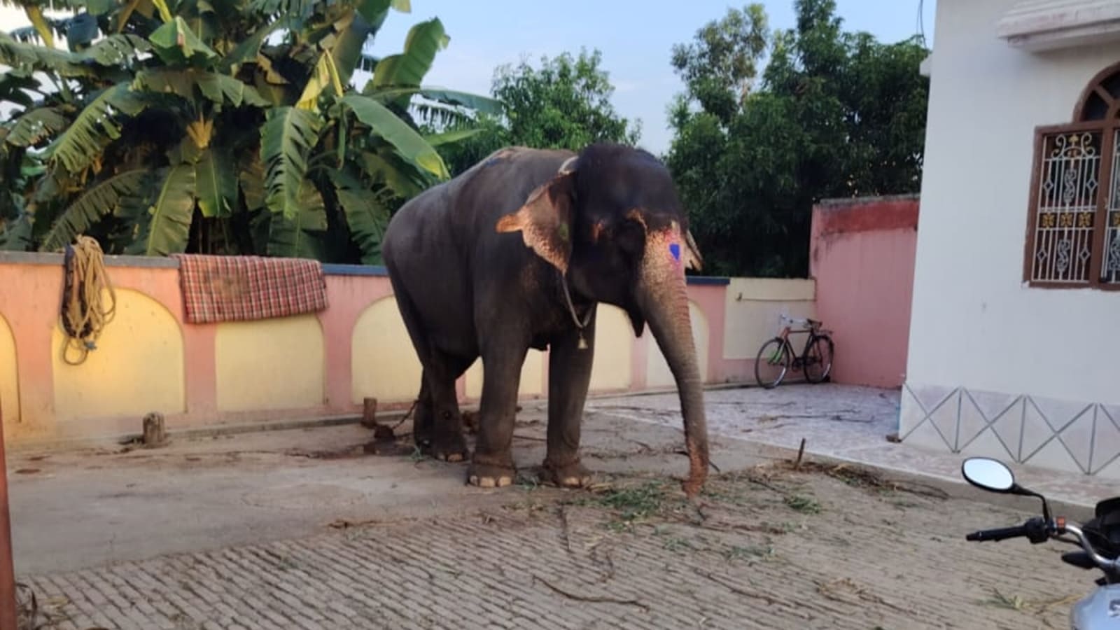 A missing elephant is traced to Bihar. Then, an ownership mystery ...