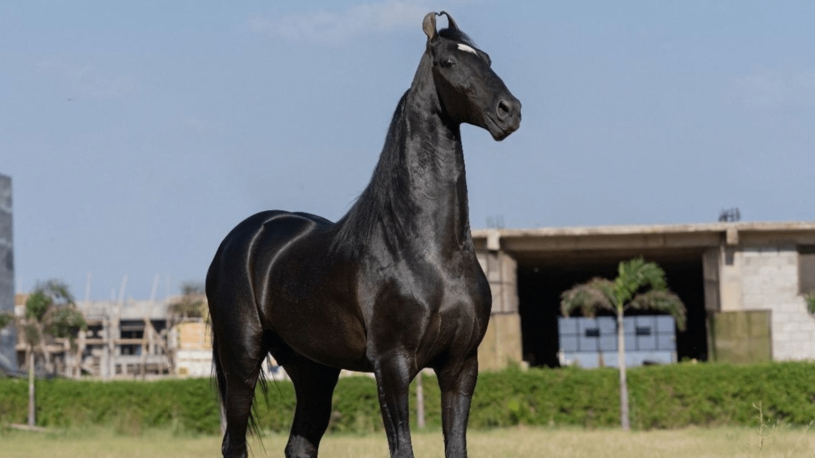 Worth Rs 15 crore, this majestic Marwari stallion from Punjab is a ...
