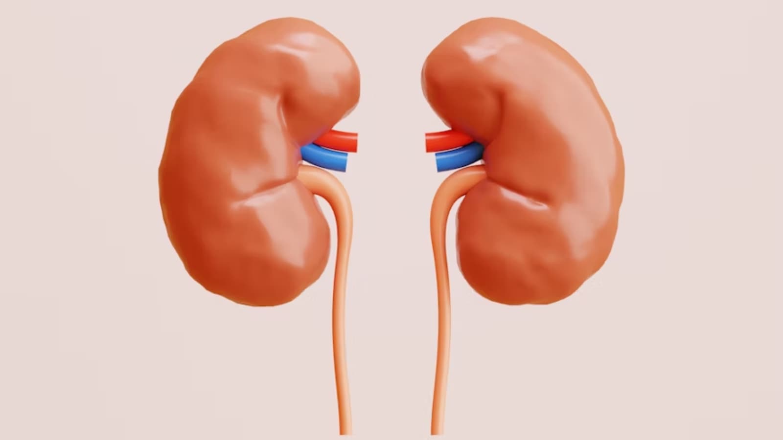Simple tips to take care of your kidneys | Lifestyle Gallery News - The ...