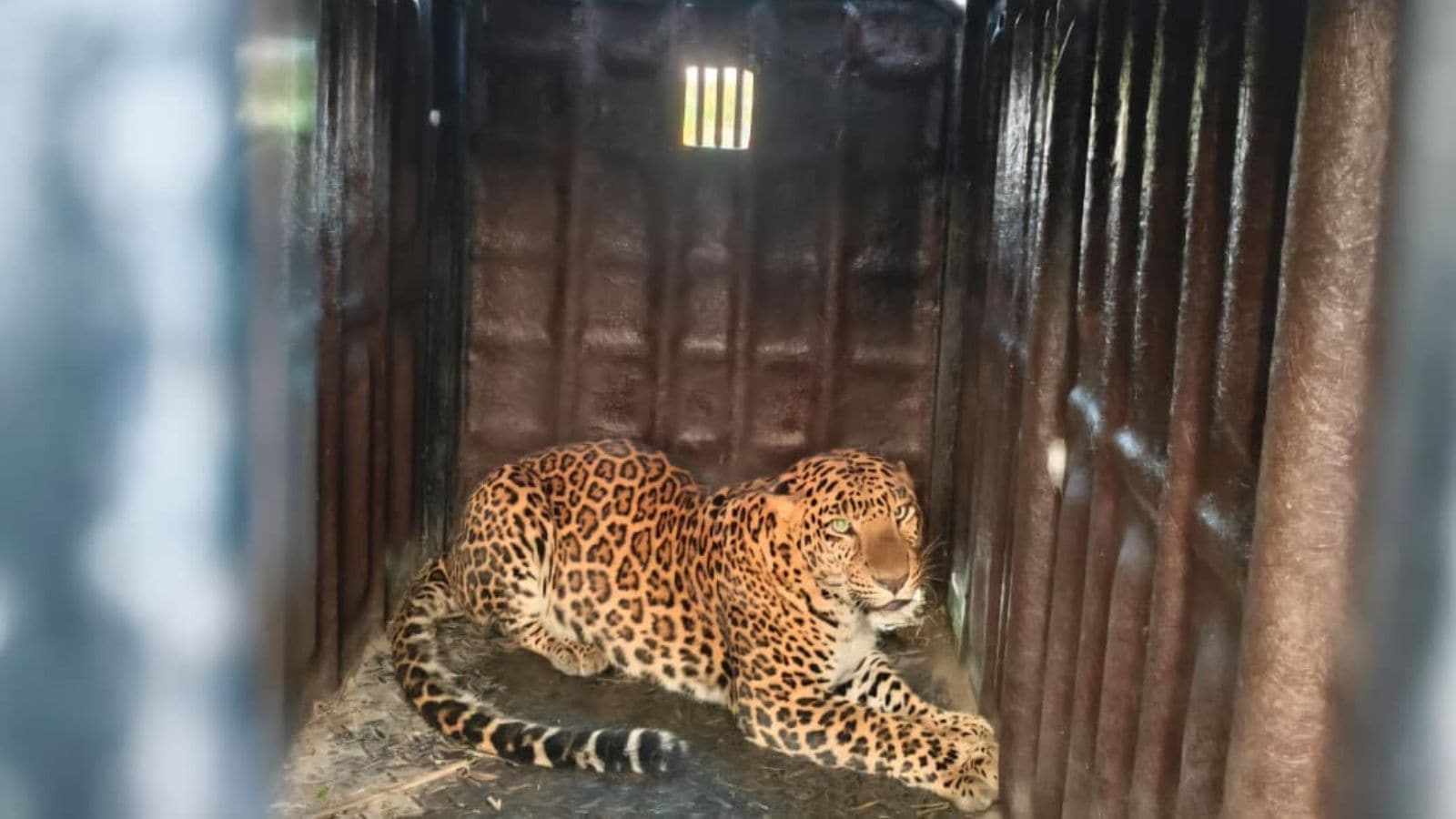 Third leopard attack death this year: Six-year-old killed in Shirur ...