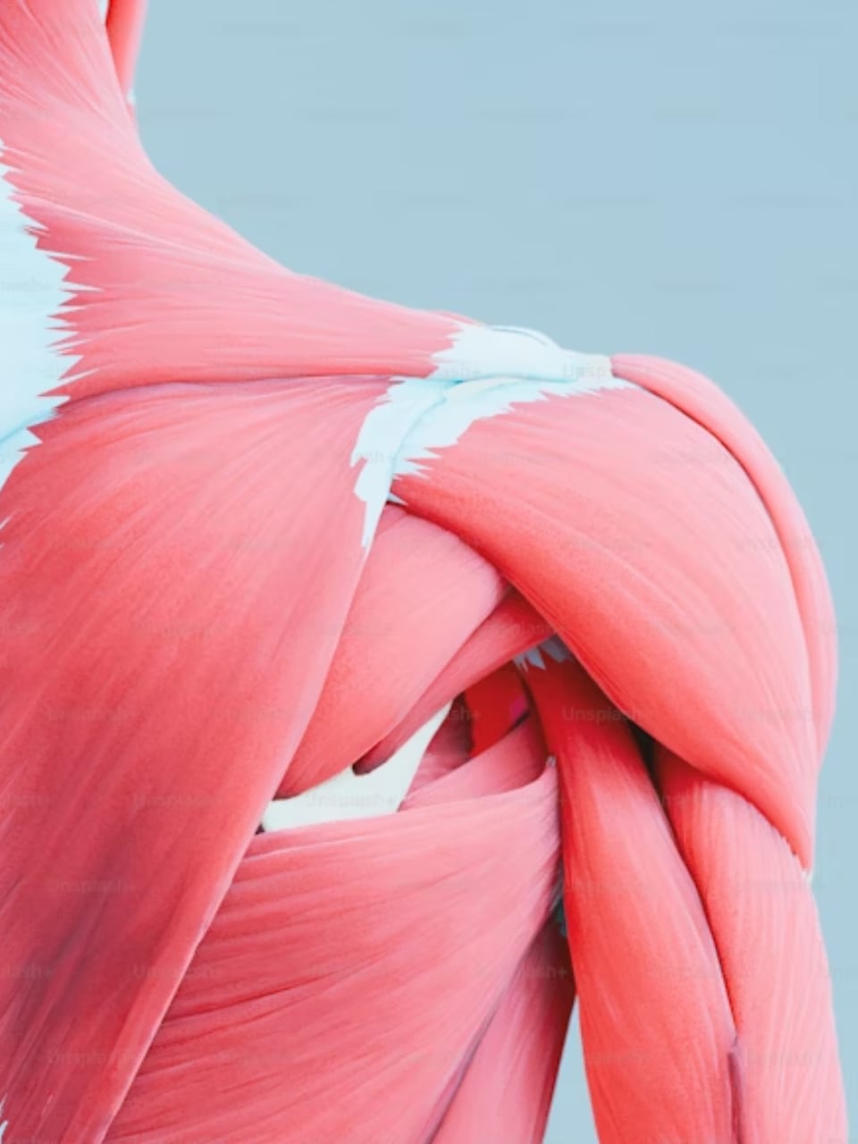 How to Build Muscle Without a Gym