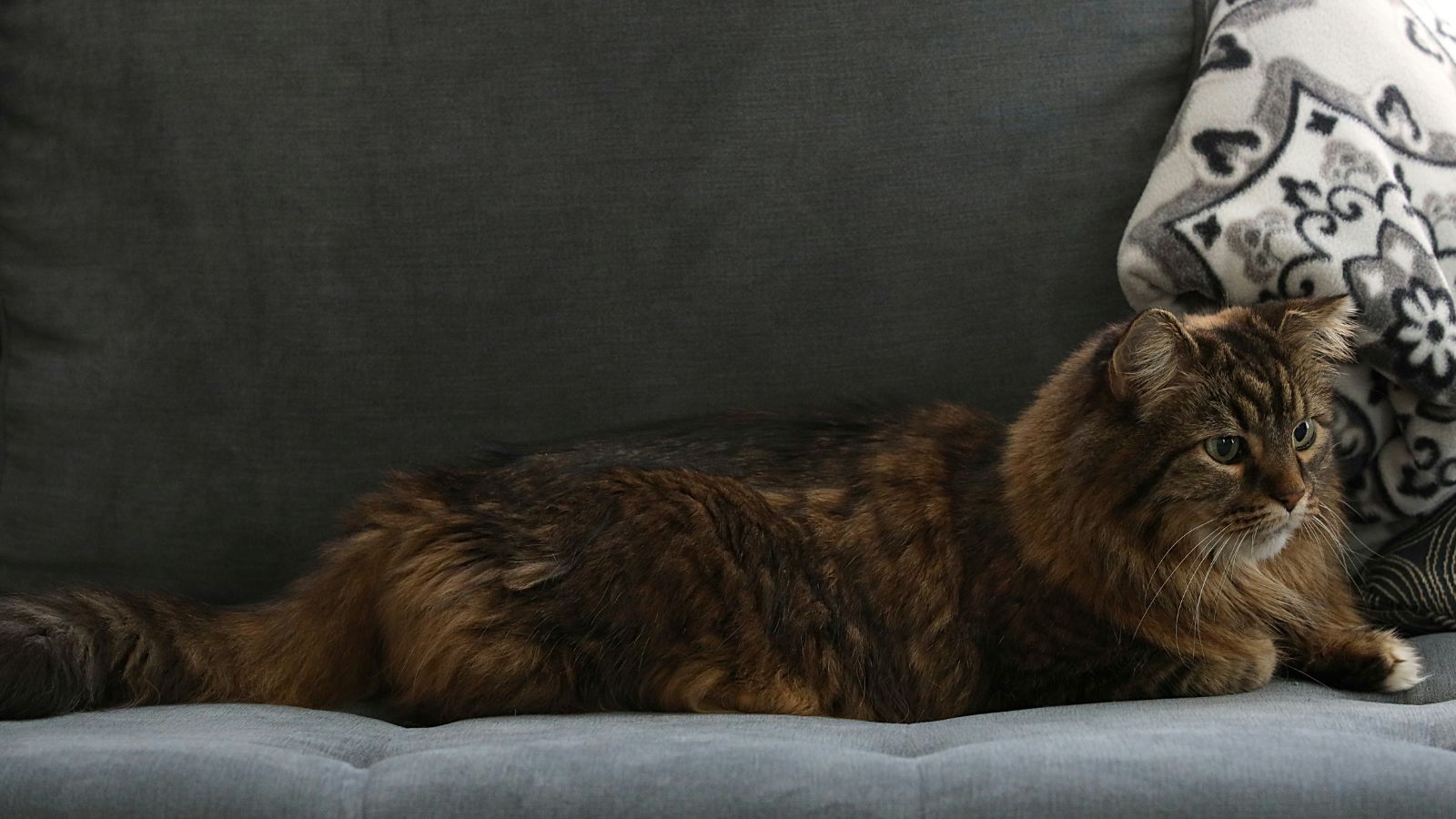 Licences for pet animals, salons, marriage halls to be issued by ward offices in Pune | Pune ...