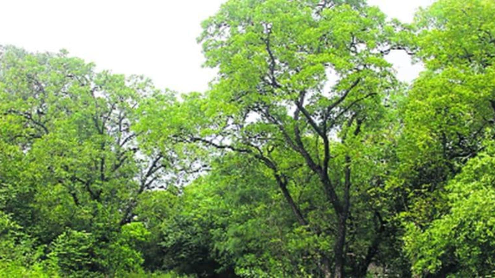 ‘These are not just trees…’: Residents accuse PCMC of unscientific ...