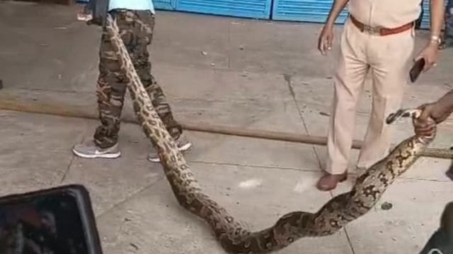 10-foot python spotted at Sukhna Lake rowing centre at Lake Sports ...