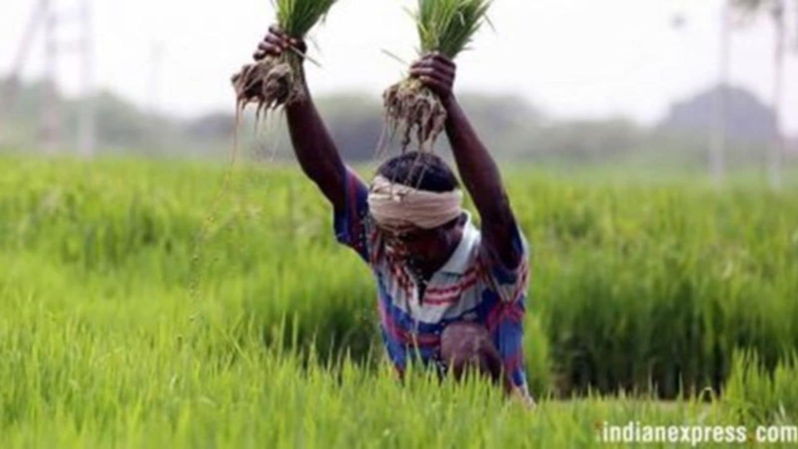 Rabi crop sowing area to go up to 65 lakh hectares in Maharashtra ...