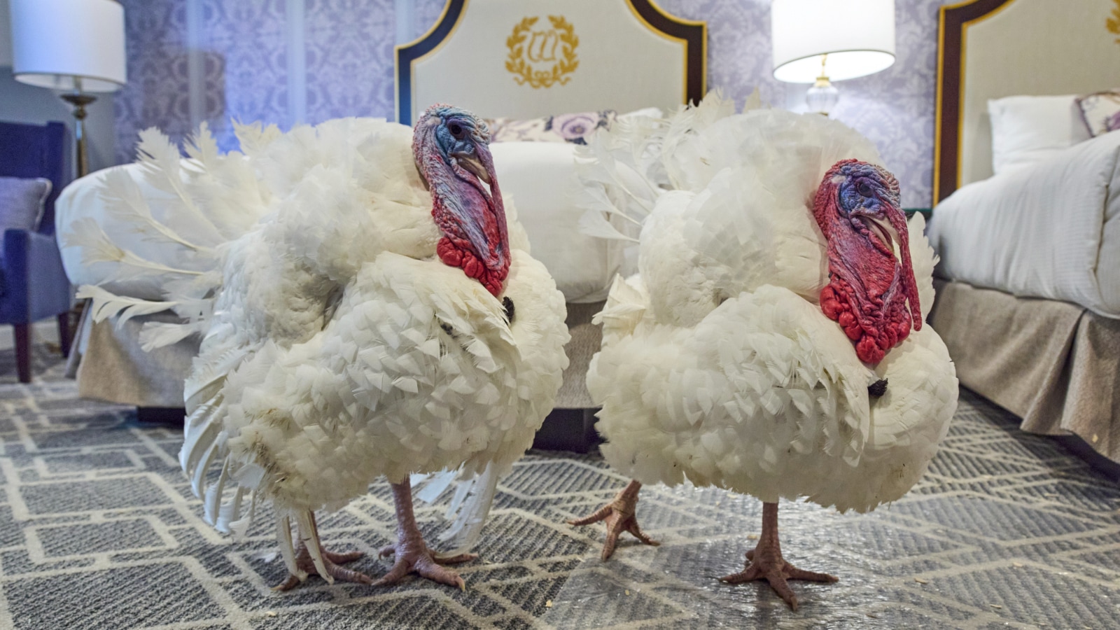Meet Gobble and Waddle, two turkeys who will be pardoned by Donald ...