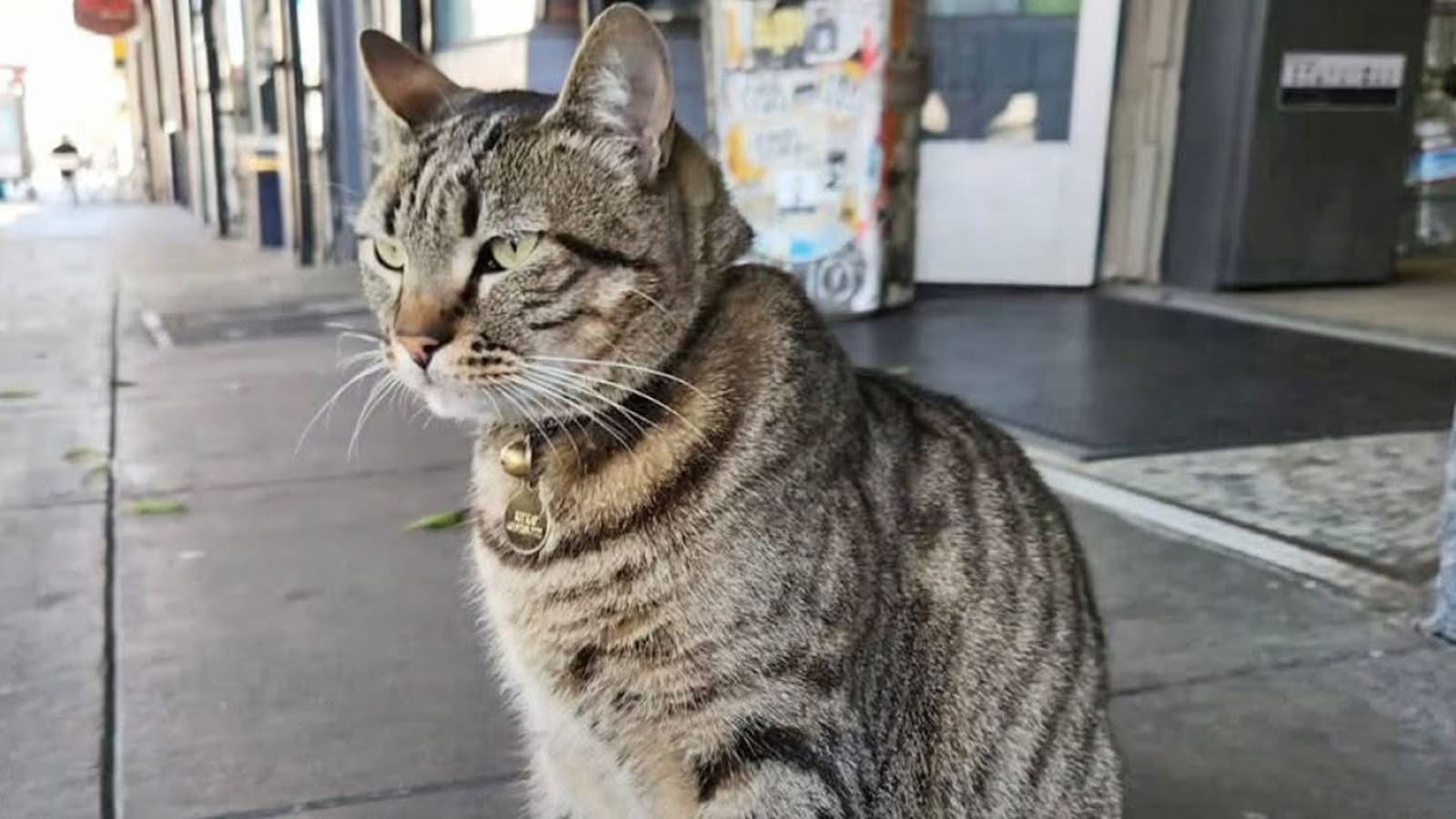 ‘Justice for KitKat’: Know all about the bodega cat run over by a robotaxi in San Francisco ...