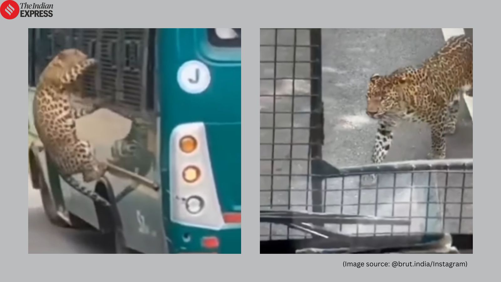 Chennai woman injured after leopard climbs onto safari bus; viral video ...