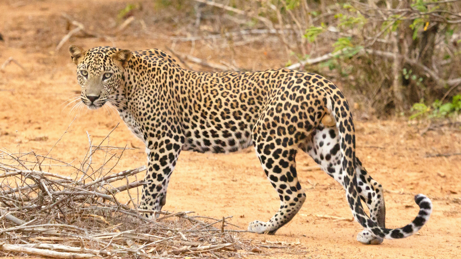 Forest dept launch search operation for leopard spotted in Bavdhan