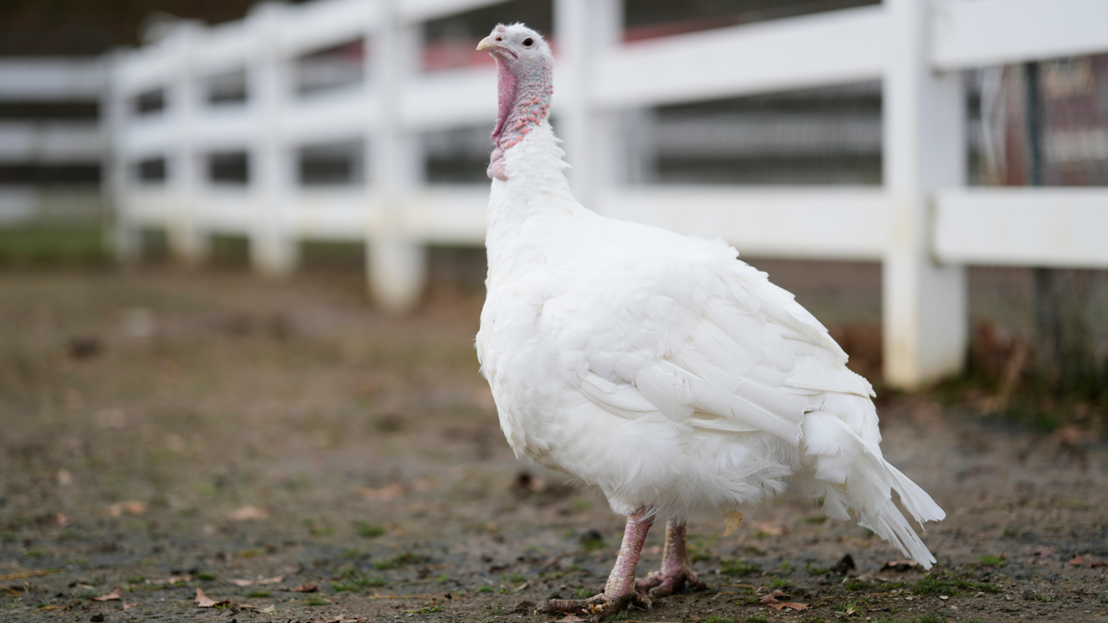 Thanksgiving 2025: Lower than expected turkey prices despite bird flu ...