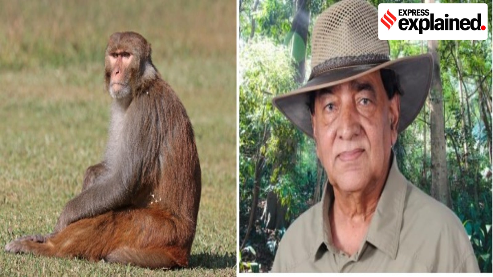 Rhesus Monkeys are enough in numbers, so why do they need legal ...