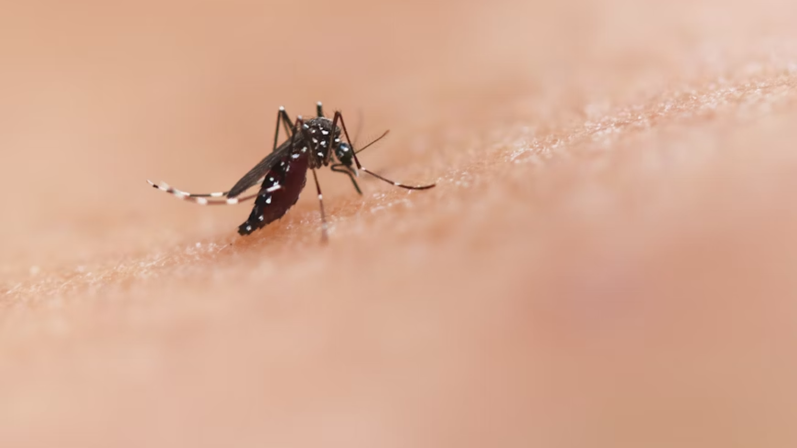 Dengue outbreak: 6 ways to prevent it | Lifestyle Gallery News - The ...