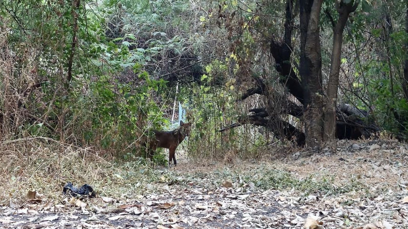 Jackals escape enclosure at Delhi zoo, probe ordered amid ongoing ...